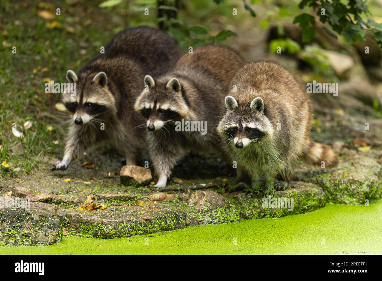 Three raccoons hi-res stock photography and images - Alamy