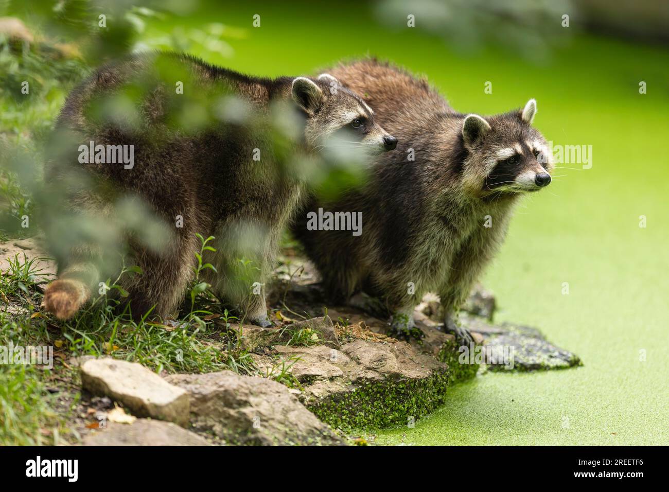 Two raccoon hi-res stock photography and images - Alamy
