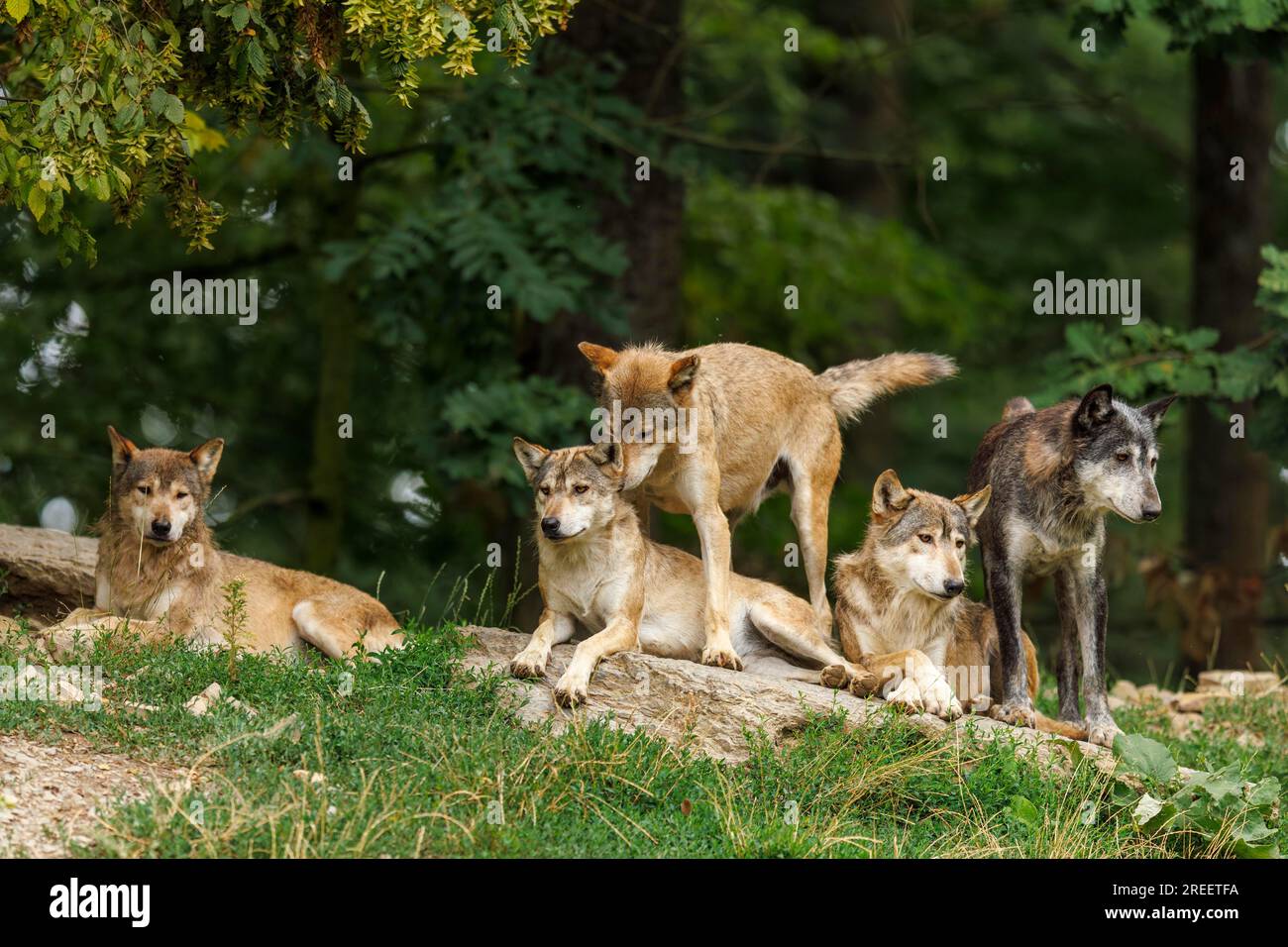 Algonquin wolf pack hi-res stock photography and images - Alamy