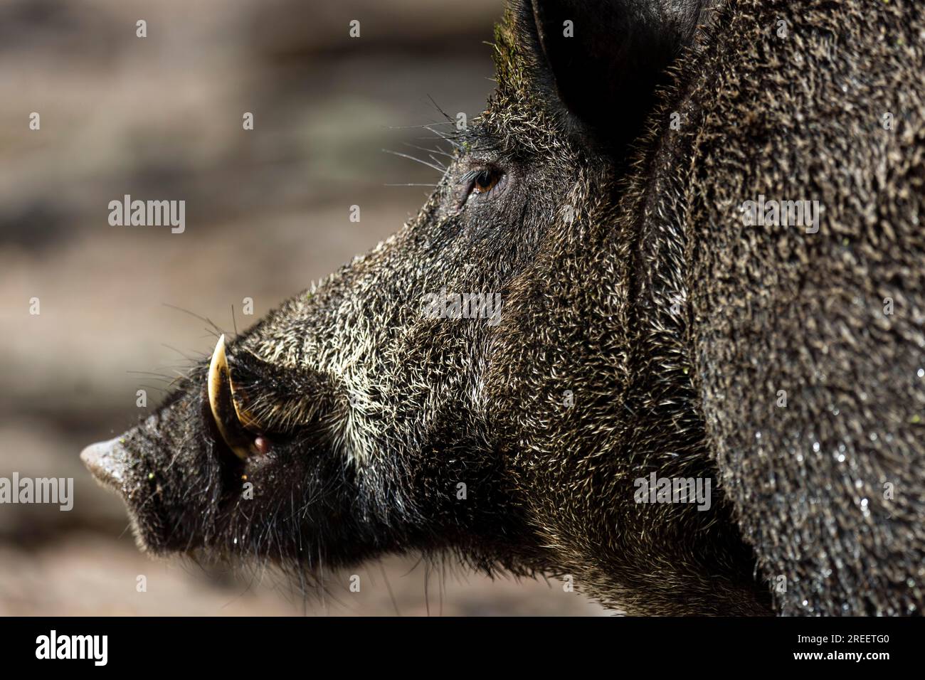 Wild boar (Sus scrofa) Boar, animal portrait, Germany Stock Photo - Alamy