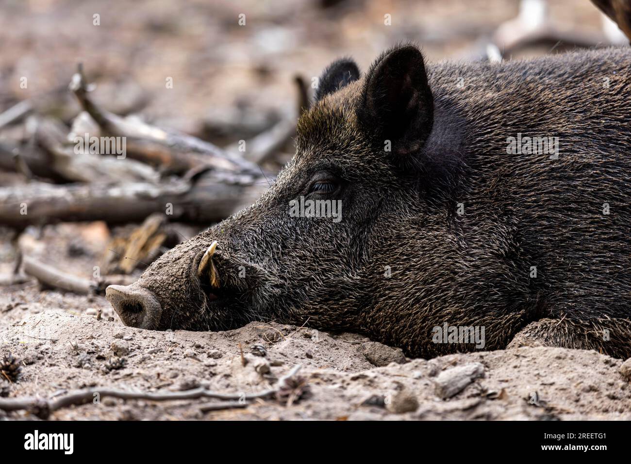 Wild boar (Sus scrofa) Boar, animal portrait, Germany Stock Photo - Alamy