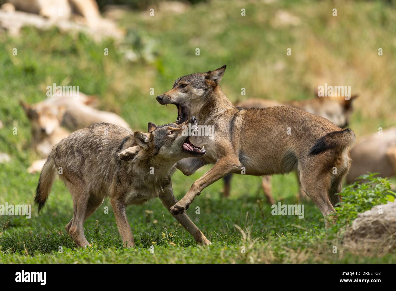 Wolf ranking hi-res stock photography and images - Alamy
