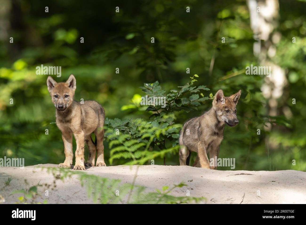 European gray wolf (Canis lupus) alert pups, Germany Stock Photo - Alamy