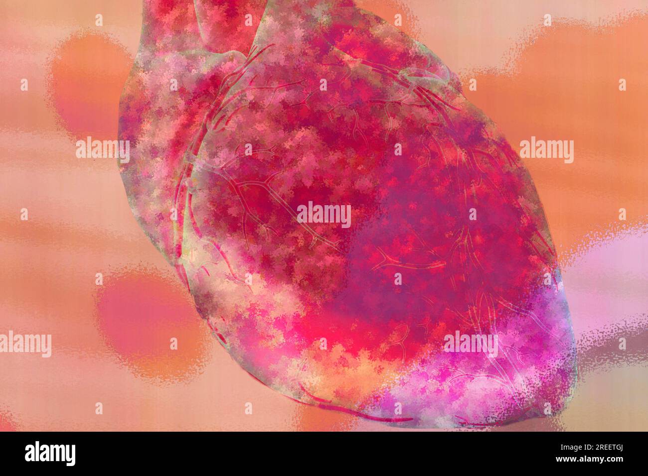 The organ heart is a pump and a hollow muscle with 4 chambers Stock ...
