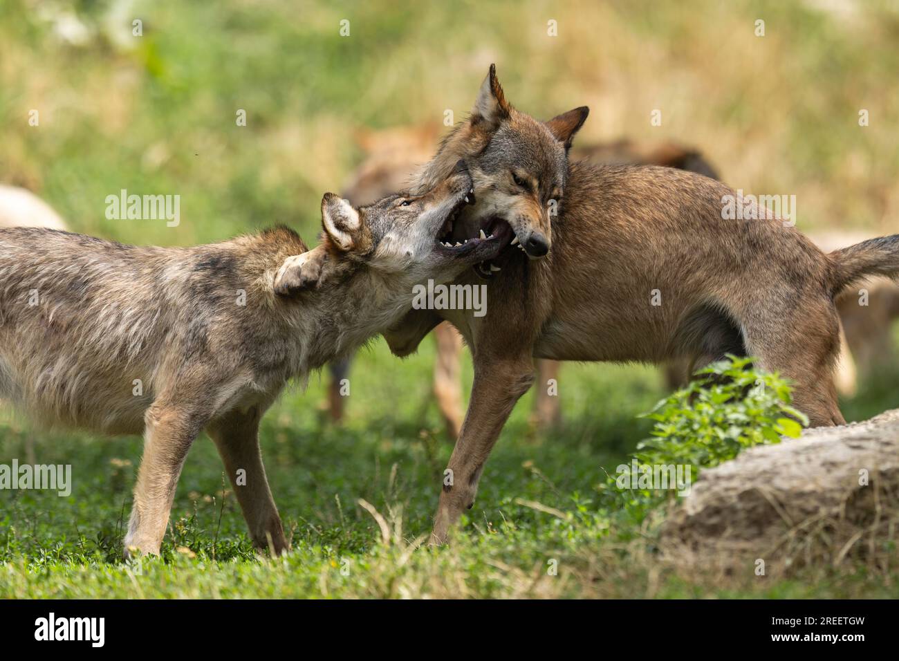 Wolf ranking hi-res stock photography and images - Alamy