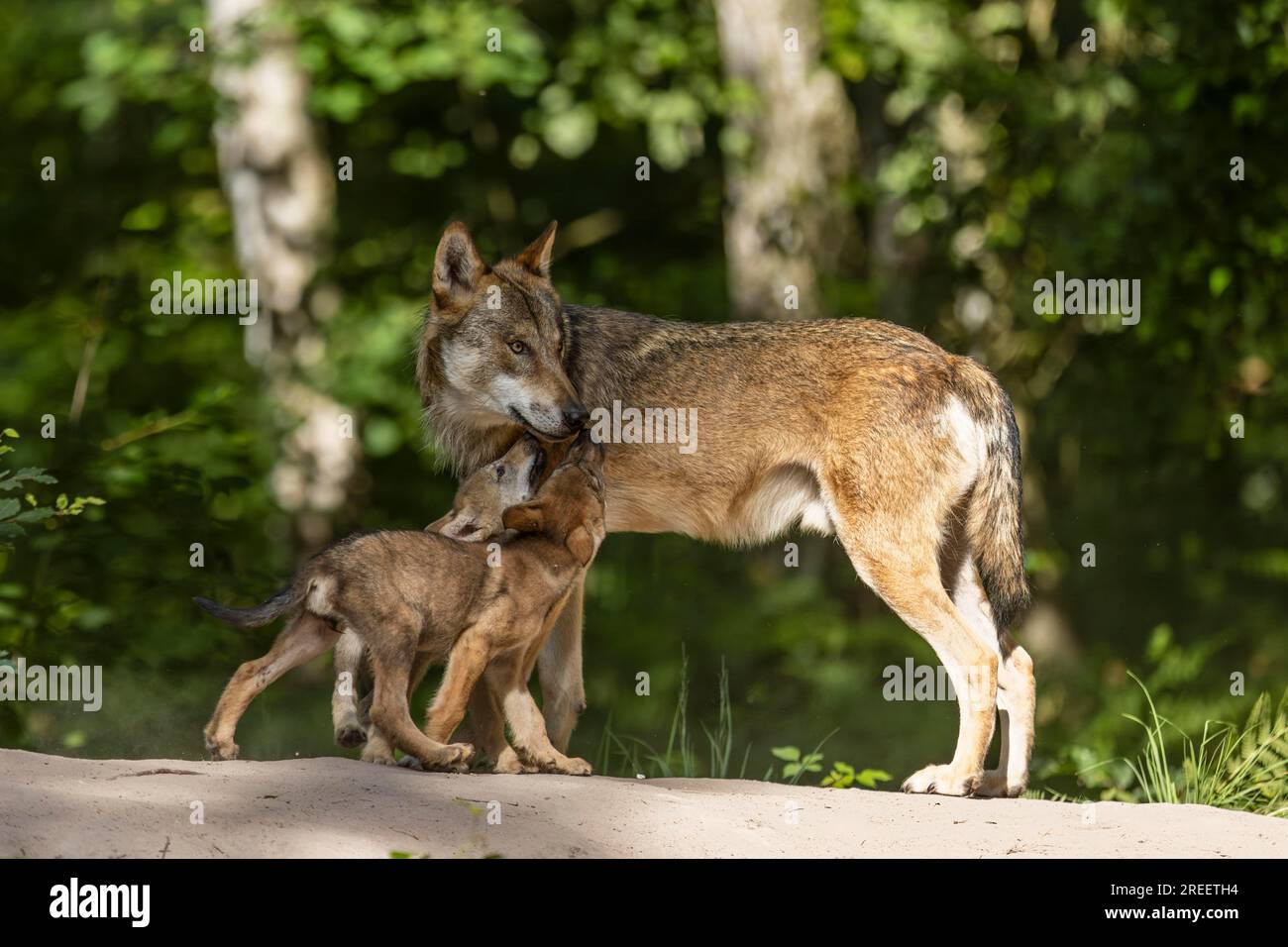 Lupus Alpha Logo 3dRose LLC Lsp_11375_2 Gray Wolf Canis Lupus Alpha