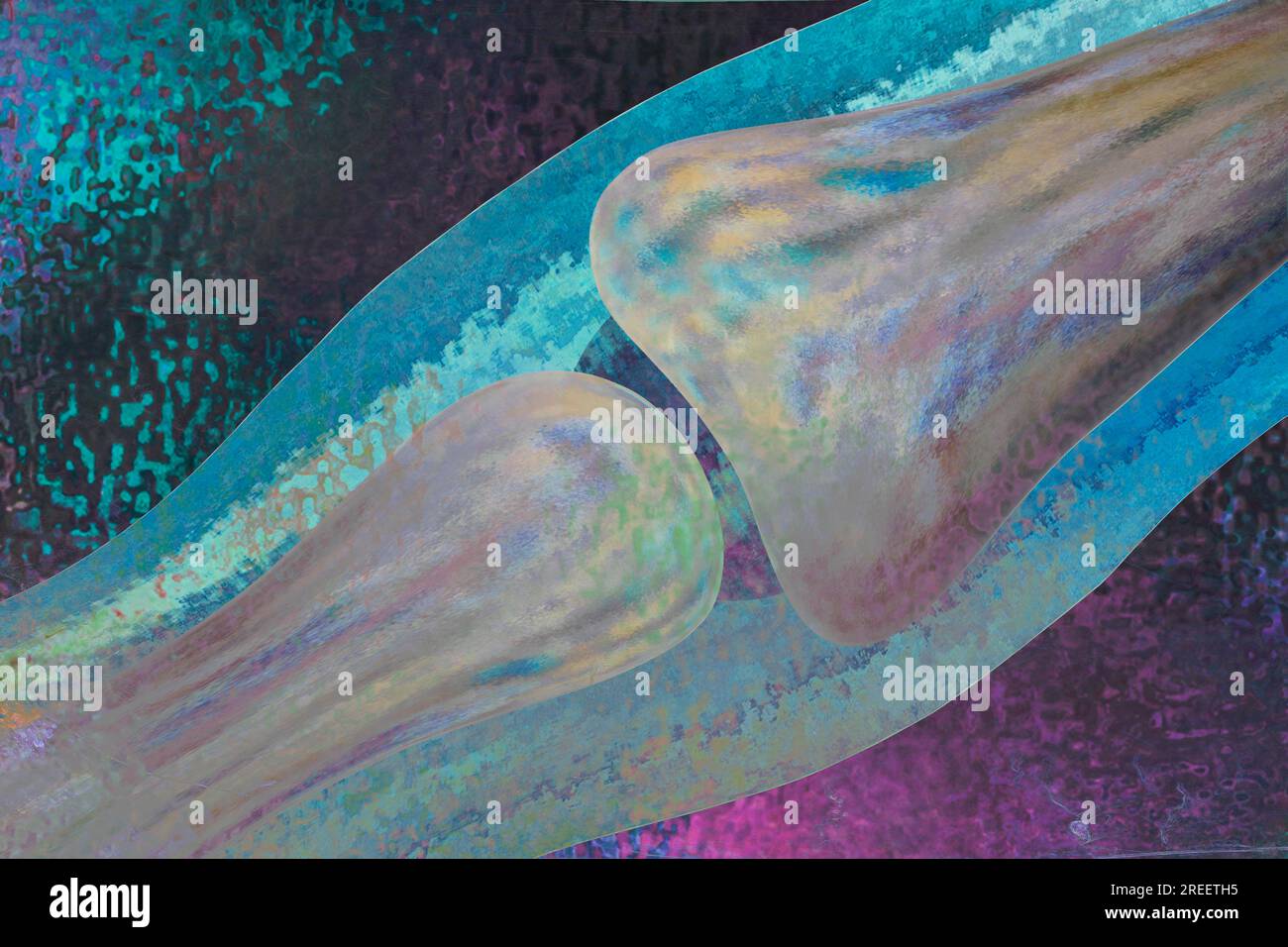 A joint connects bones and enables movement Stock Photo - Alamy