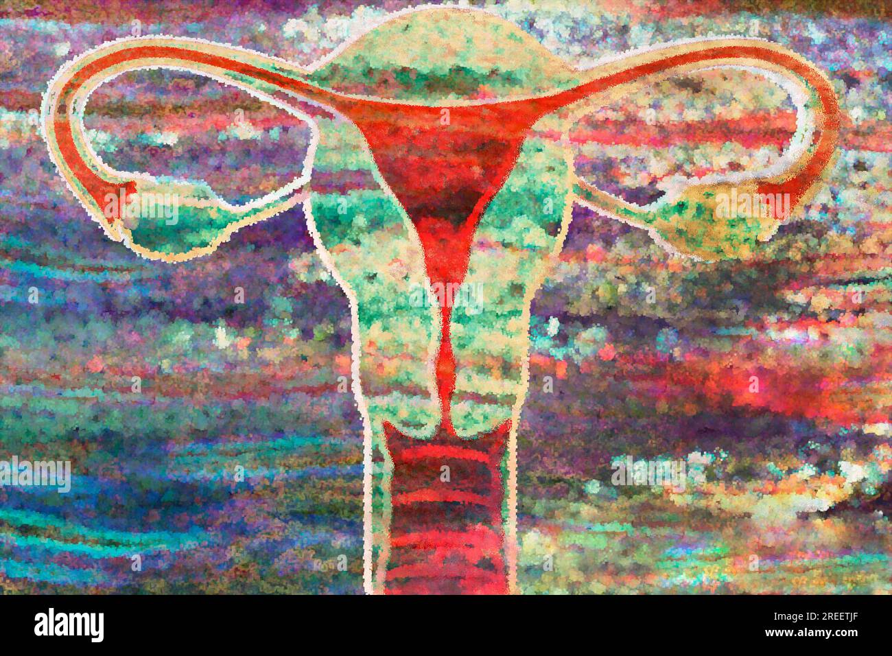 This is the uterus and this is where a fertilised ovum matures Stock ...