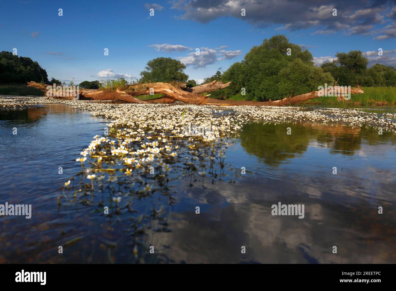River water crowfoot (Ranunculus fluitans), evidence of nature's power ...