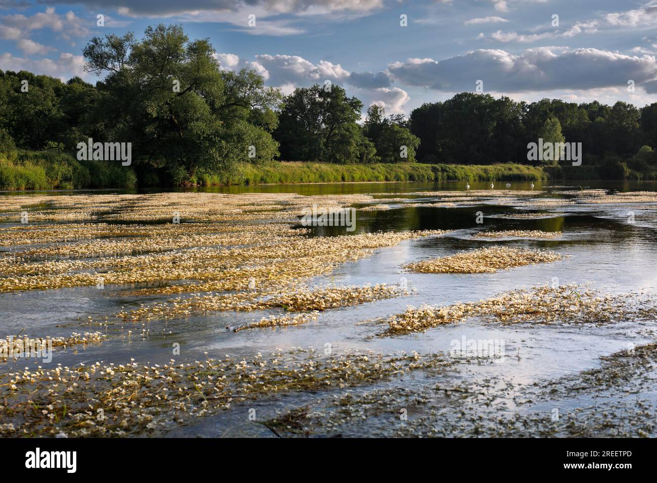 River water crowfoot (Ranunculus fluitans), evidence of nature's power ...