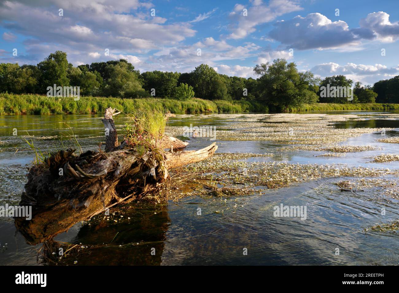 River water crowfoot (Ranunculus fluitans), evidence of nature's power ...