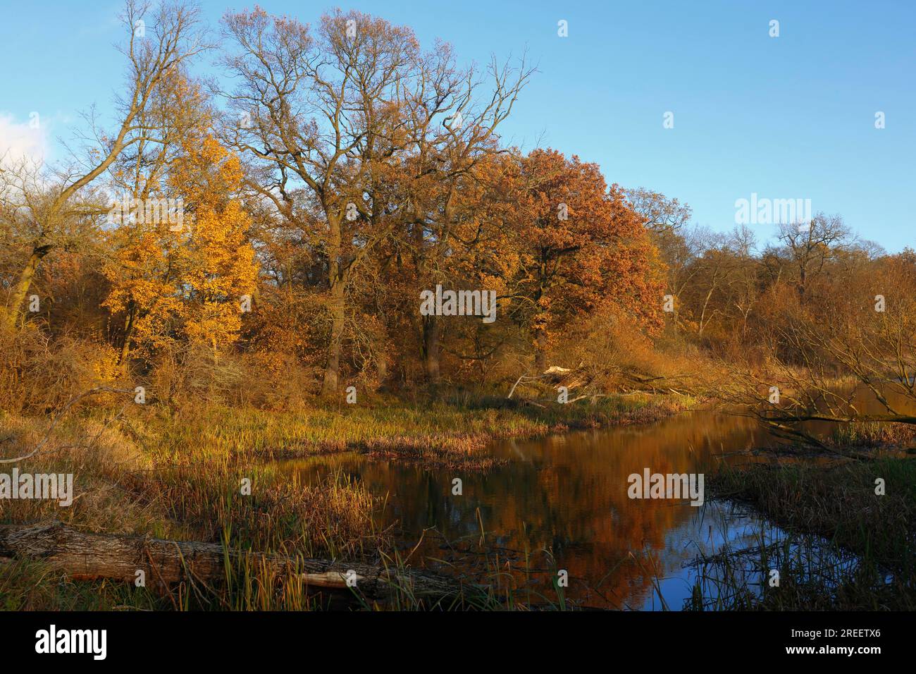 Ancient oaks in autumn foliage at an oxbow lake, Middle Elbe Biosphere ...