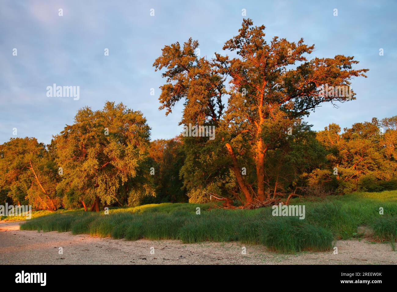 Typical biotopes of the river landscape, gravel banks as habitat for ...