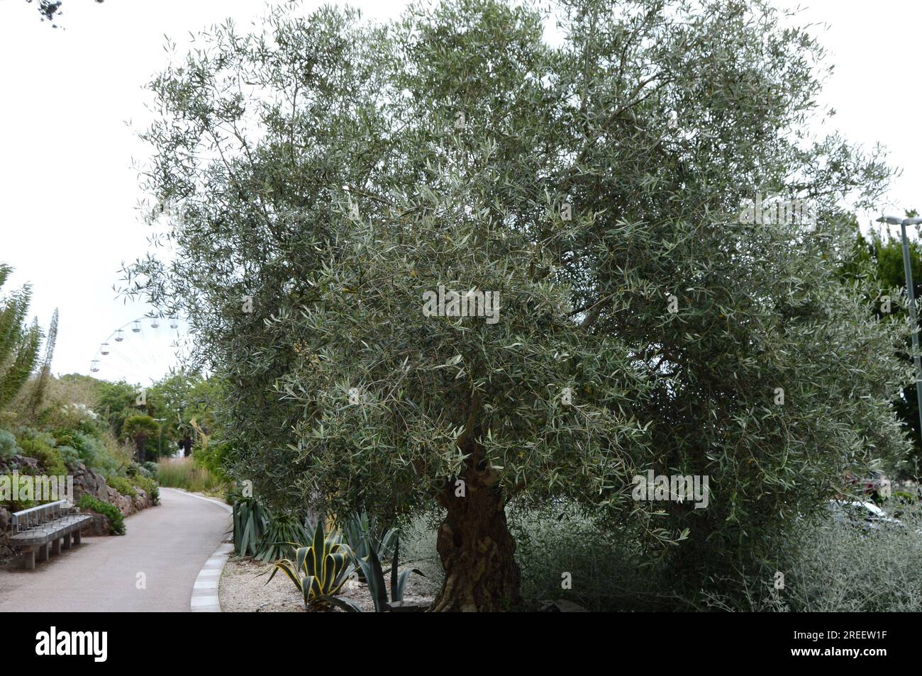 Finely-formed Olive Tree with other exotic vegetation by the sea at ...