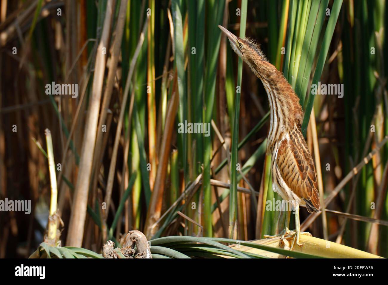 Little Bittern (Ixobrychus minutus), young bird, Middle Elbe Biosphere ...