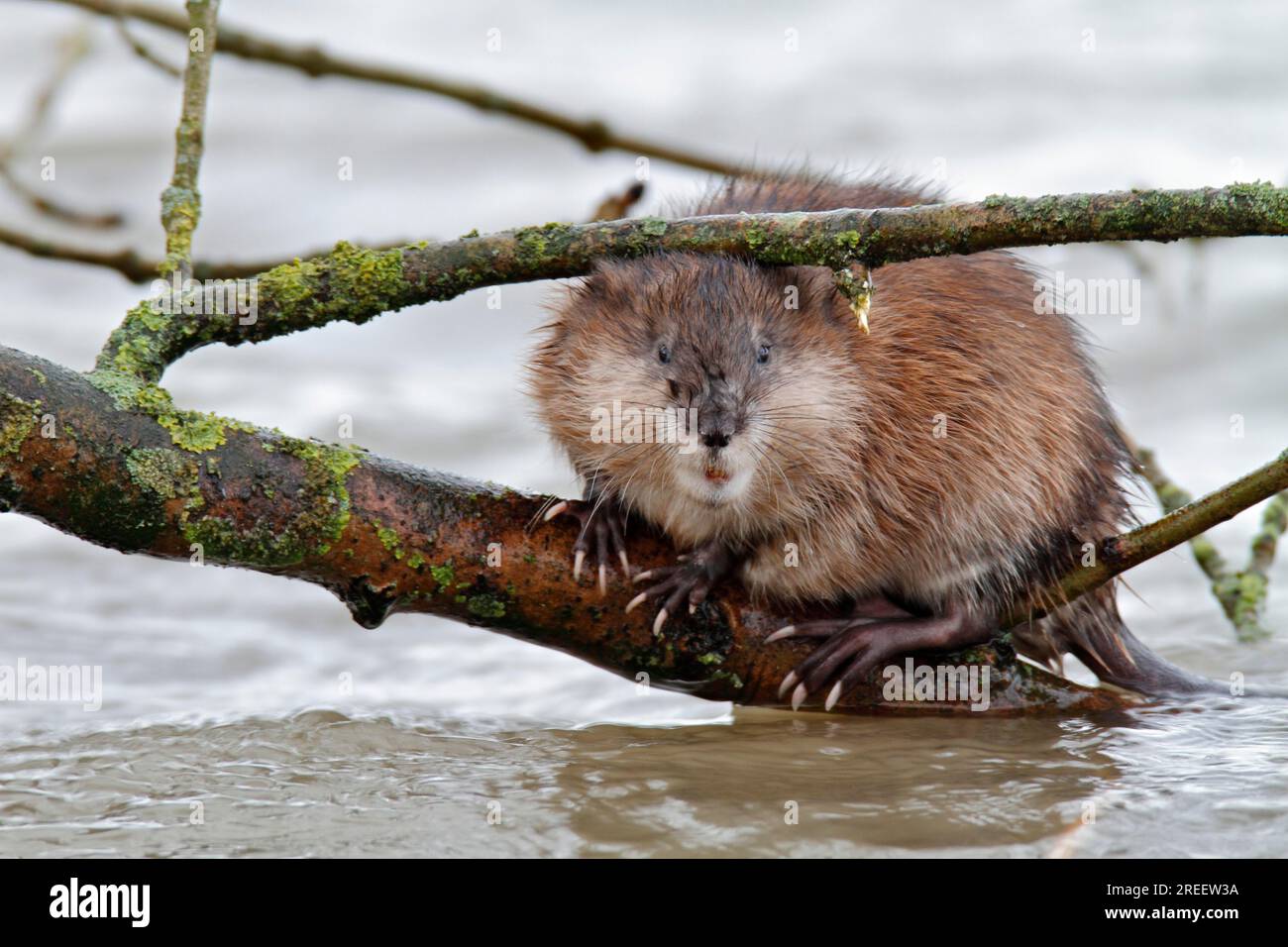 Muskrat (Ondatra zibethicus) on a branch, Strohauser Plate, LK ...