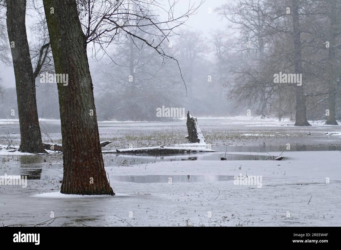 Winter floods, flooded meadows, Middle Elbe Biosphere Reserve, Saxony ...