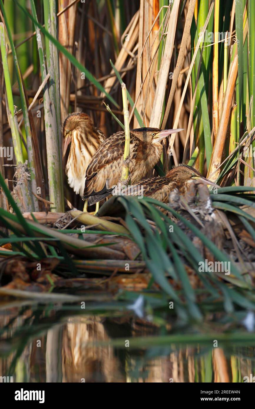 Little Bittern (Ixobrychus minutus), three young birds, Middle Elbe ...