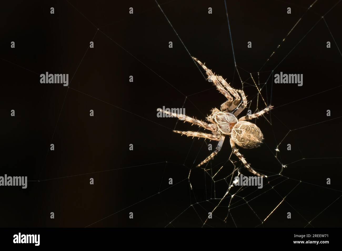 Bridge spider (Larinioides sclopetarius) or bridge spider, in web ...