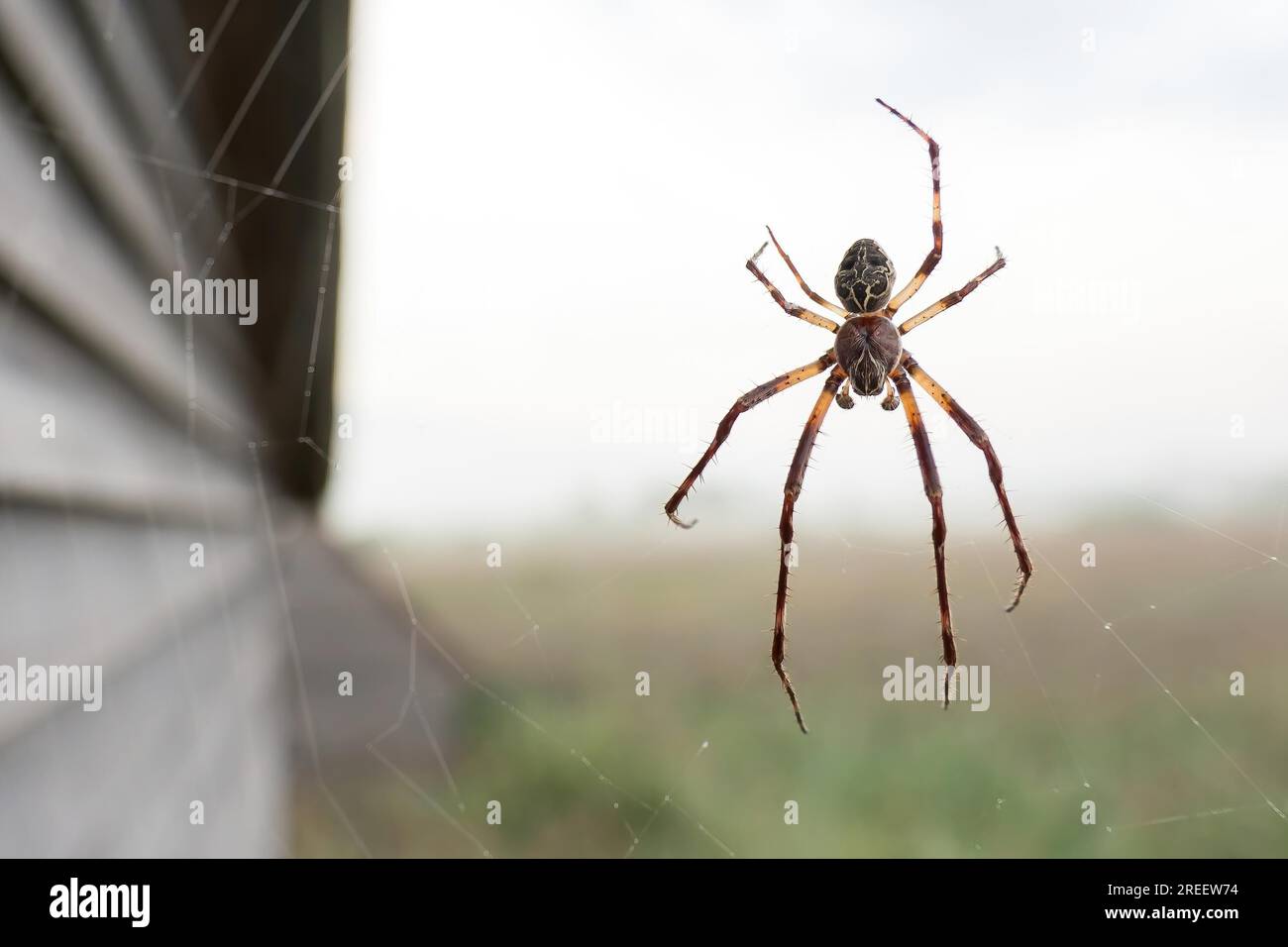 Bridge spider (Larinioides sclopetarius) or bridge spider, in web ...