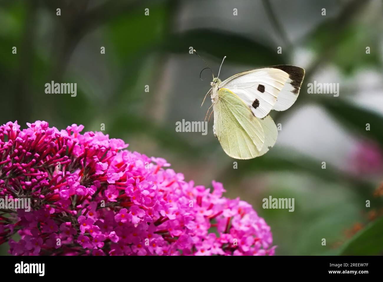 Cabbage butterfly (Pieris brassicae), flying, approaching flower of ...