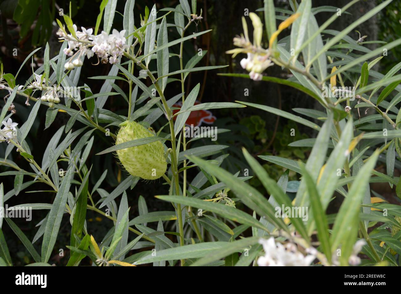 The giant seed pods of the Furry Ball Plant, Gomphocarpus physocarpus ...
