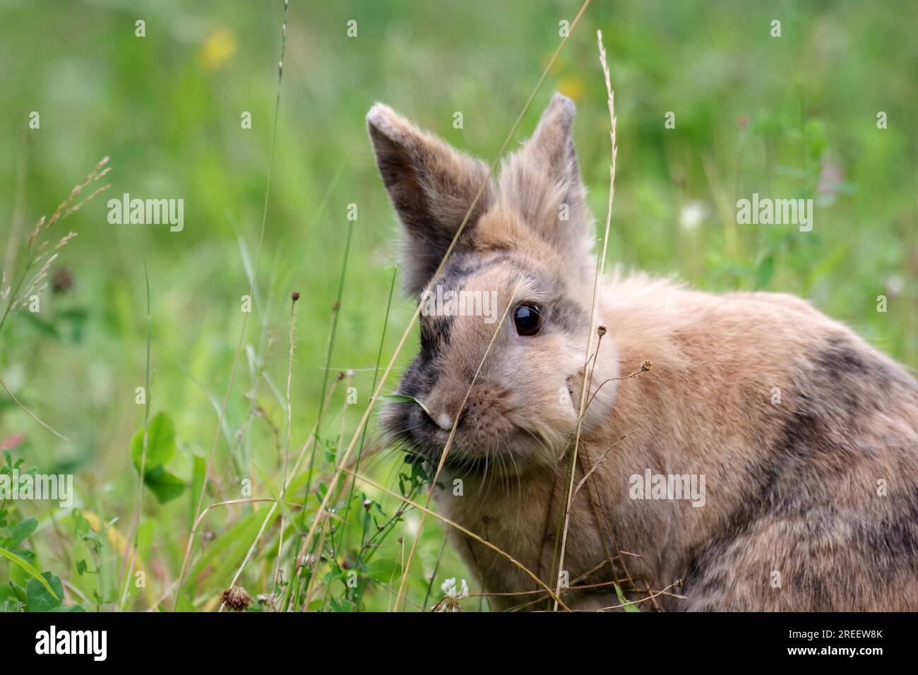 Close-up, Domestic rabbit (Oryctolagus cuniculus forma domestica ...