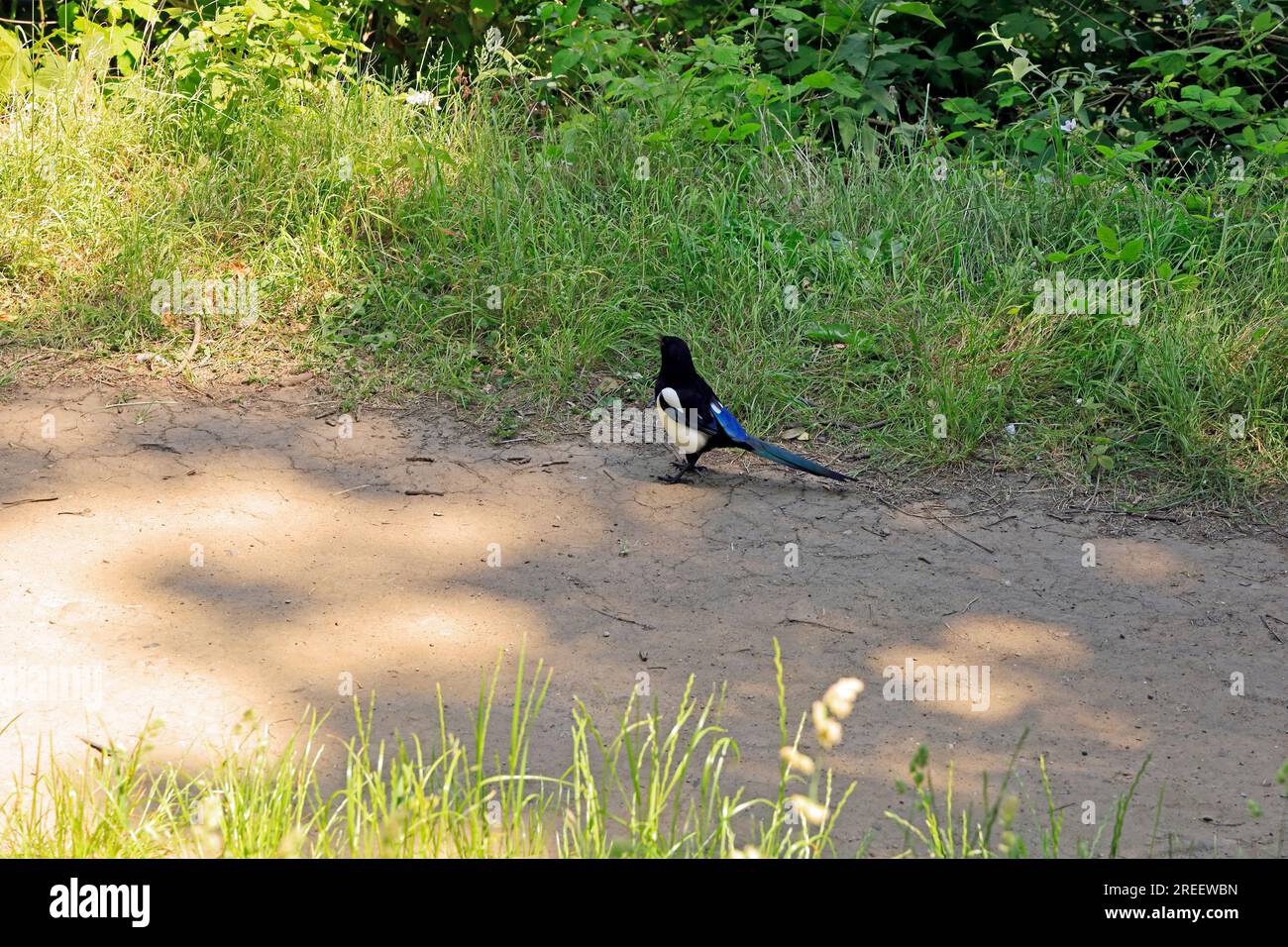 Magpie on a sun dappled path, Cardiff July 2023 Stock Photo - Alamy