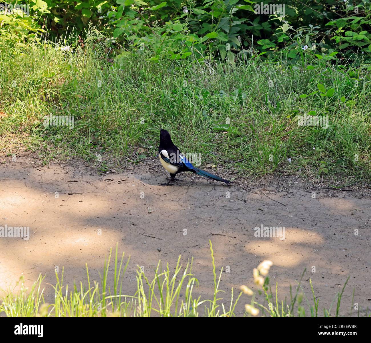 Magpie on a sun dappled path, Cardiff July 2023 Stock Photo - Alamy