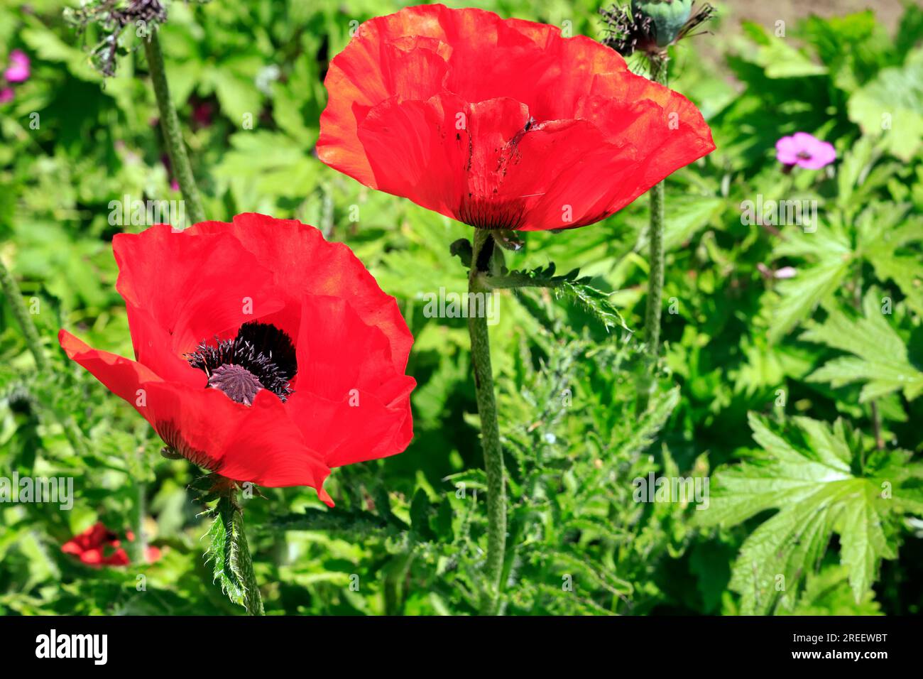 Large red poppies.. July 2023 Stock Photo - Alamy