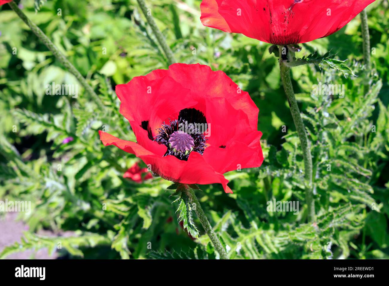 Large red poppies.. July 2023 Stock Photo - Alamy