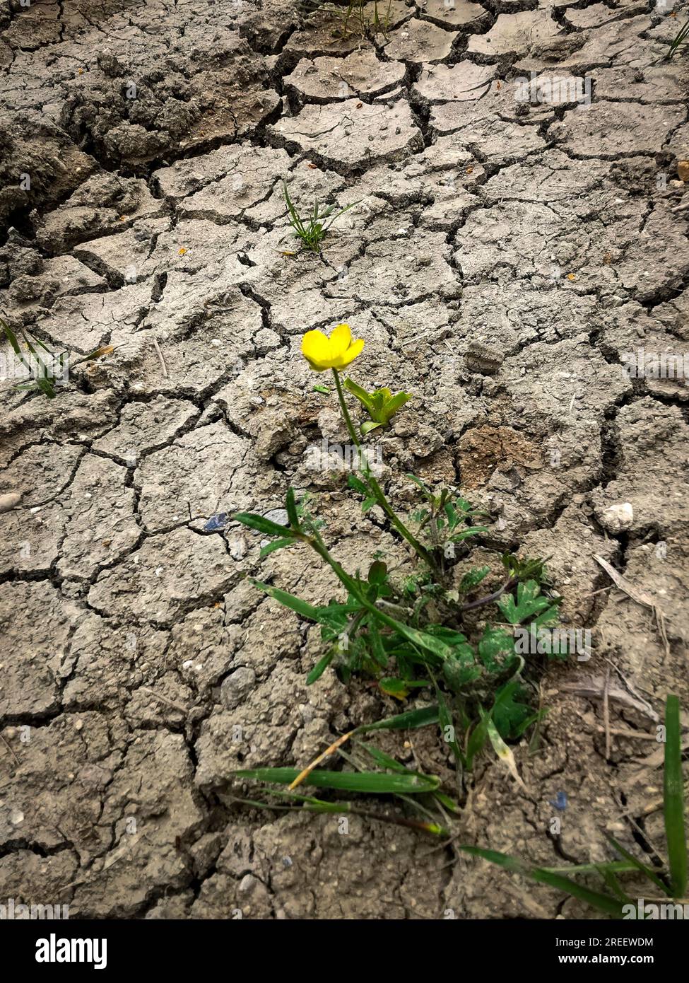 Single yellow flower on dry soil, drought concept. France Stock Photo ...