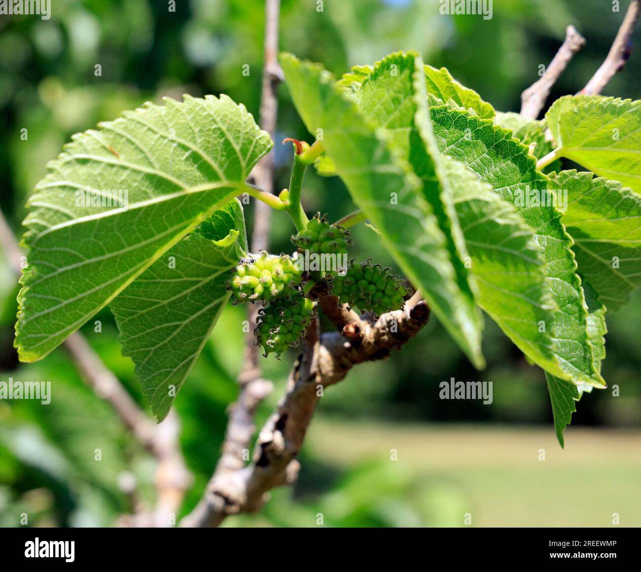 Black mulberry tree with young berries. St Fagans National History ...