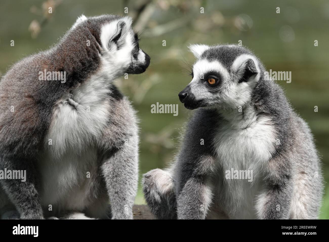 Ring-tailed lemurs in a zoo in the Netherlands doing various things ...