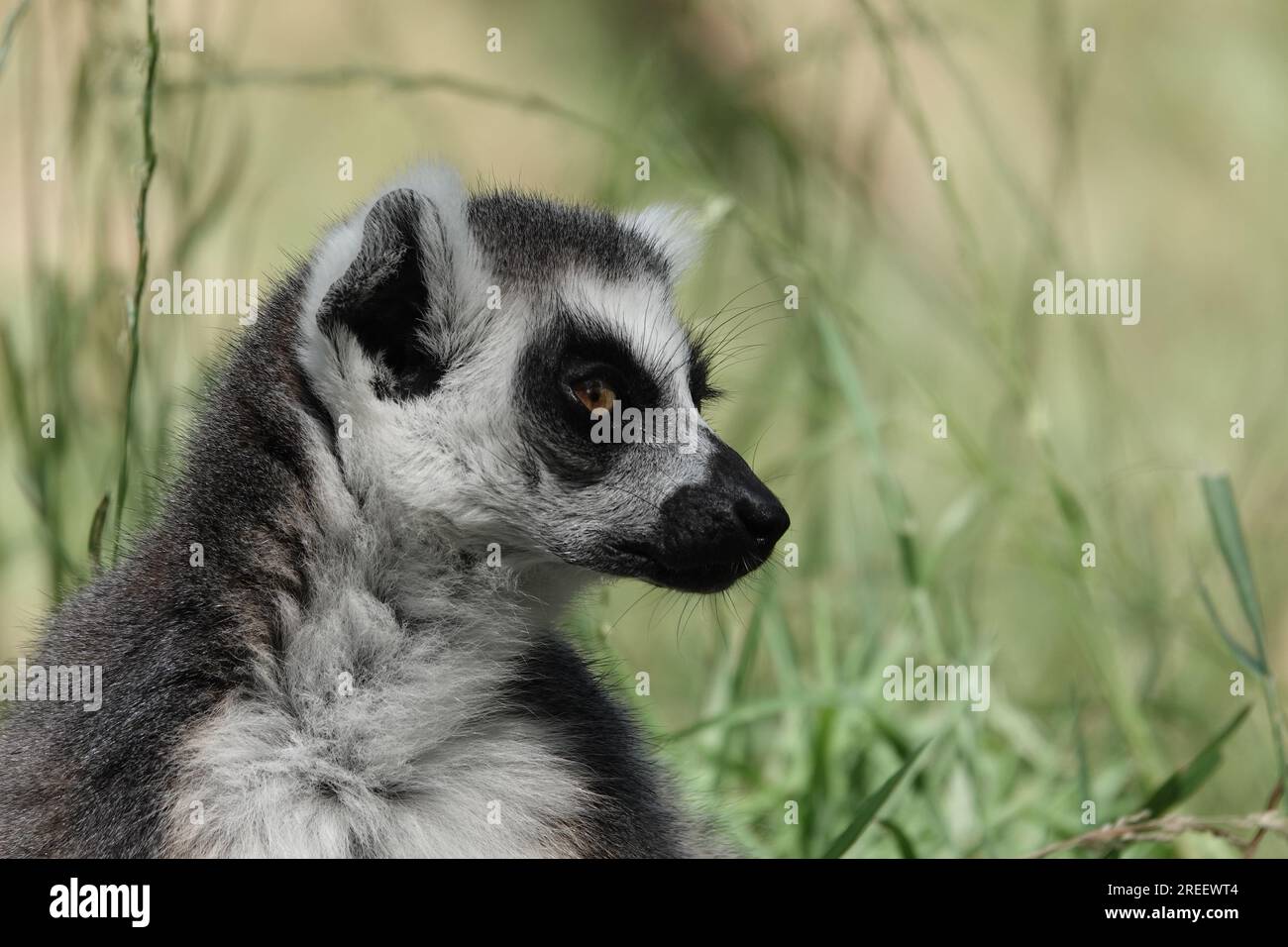 Ring-tailed lemurs in a zoo in the Netherlands doing various things ...