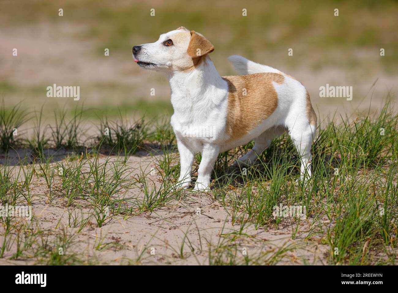 Dog, Jack Russell Terrier, Dog breed, Domestic dog (Canis lupus ...