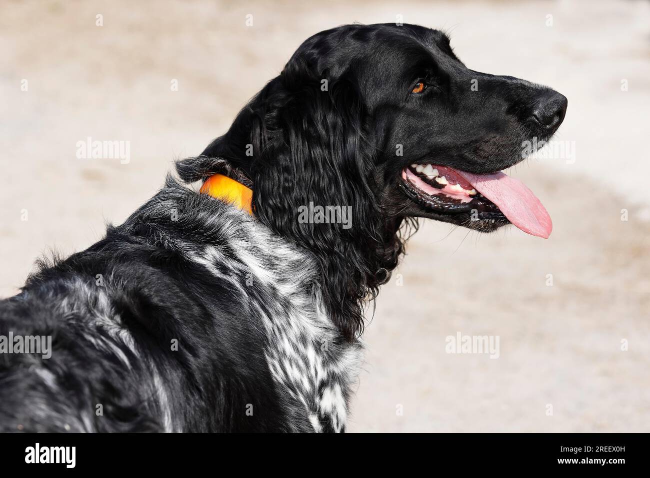 Large Muensterlander, dog (Canis lupus familiaris), hunting dog ...