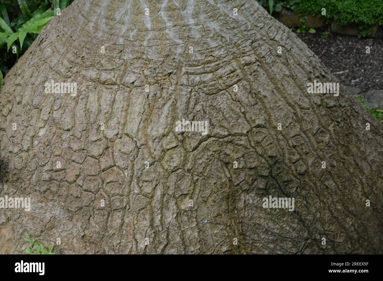 Nolinia recurvata hi-res stock photography and images - Alamy