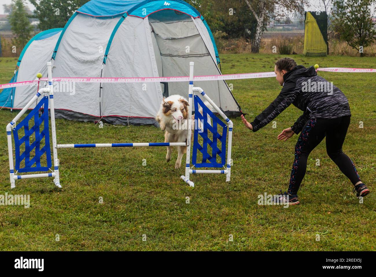 Dog high jump competition hi-res stock photography and images - Alamy