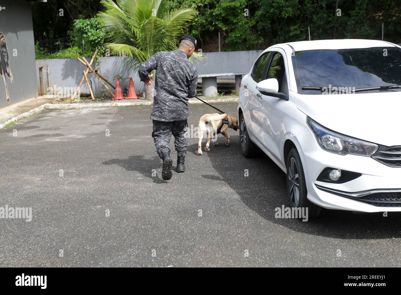 Narcotics and explosives detection hi-res stock photography and images - Alamy