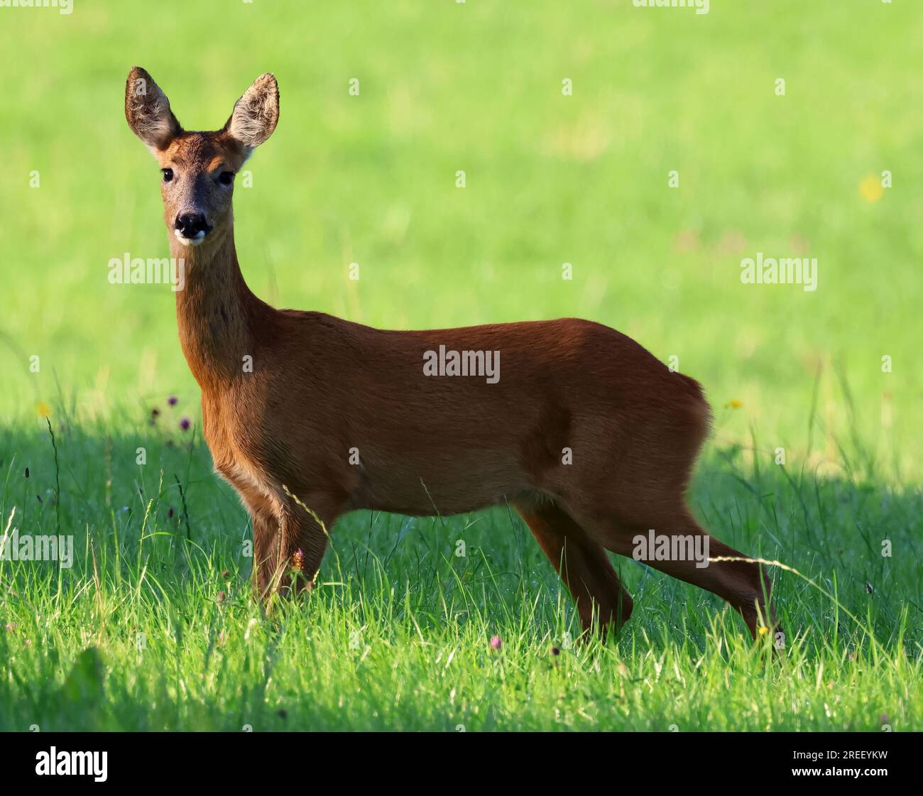 A Roe Deer doe (Capreolus capreolus) in the Cotswold Hills ...