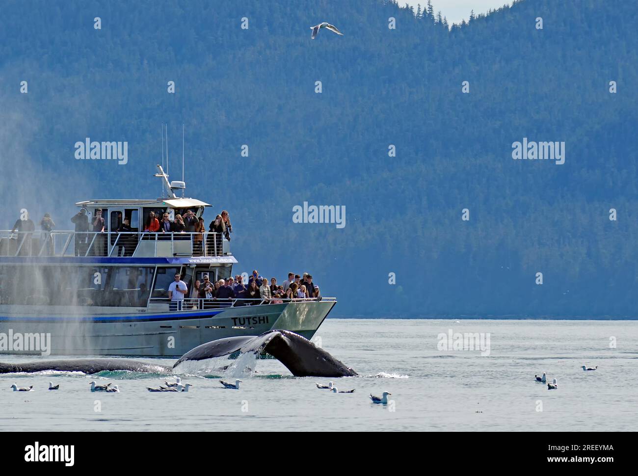 Orca dives into the depths directly in front of tourist boat, Whale ...