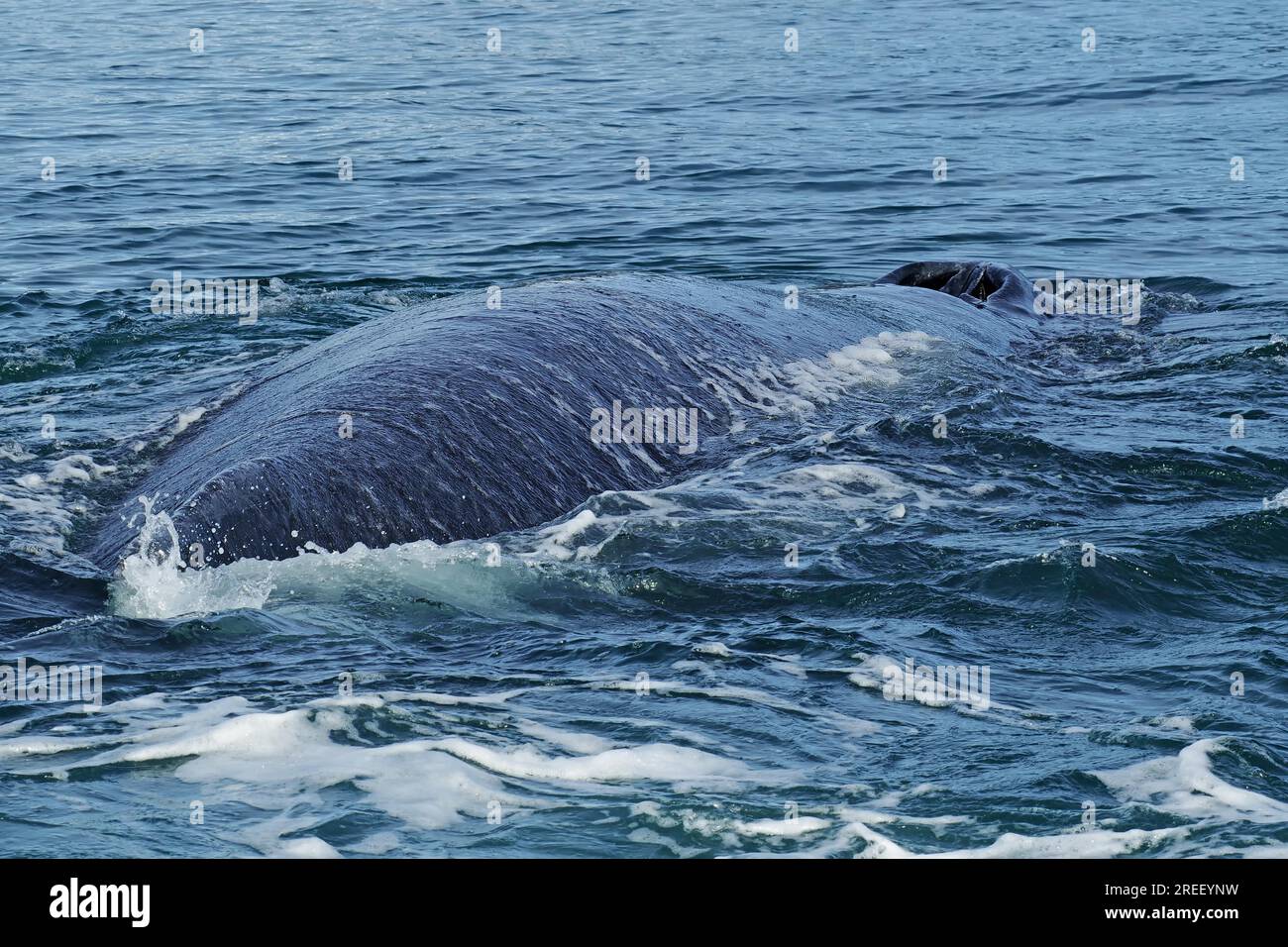 Massive body of a large humpback whale, Inside Passage, Juneau, Alaska ...