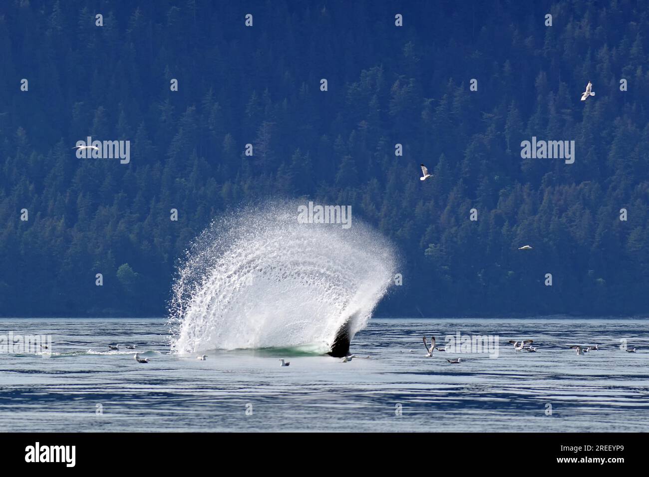 Humpback whale slaps the water with its fluke to stun fish, hunting ...