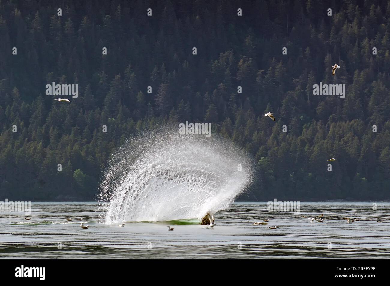 Humpback whale slaps the water with its fluke to stun fish, hunting ...