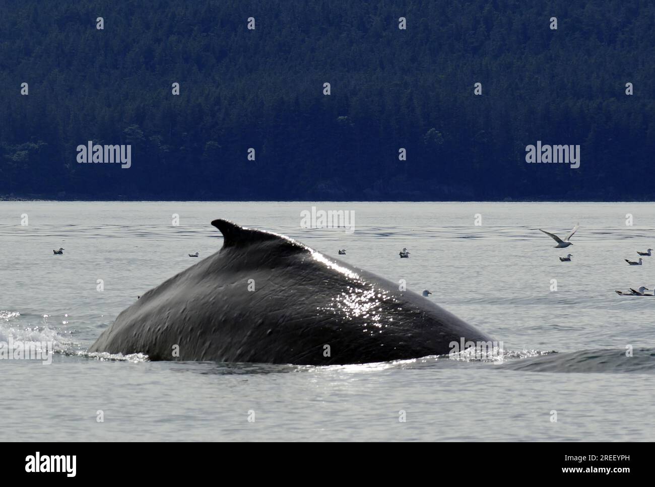 Humpback whale, Inside Passage, Juneau, Alaska, USA Stock Photo - Alamy