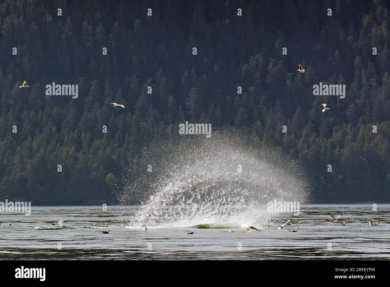 Humpback whale slaps the water with its fluke to stun fish, hunting ...