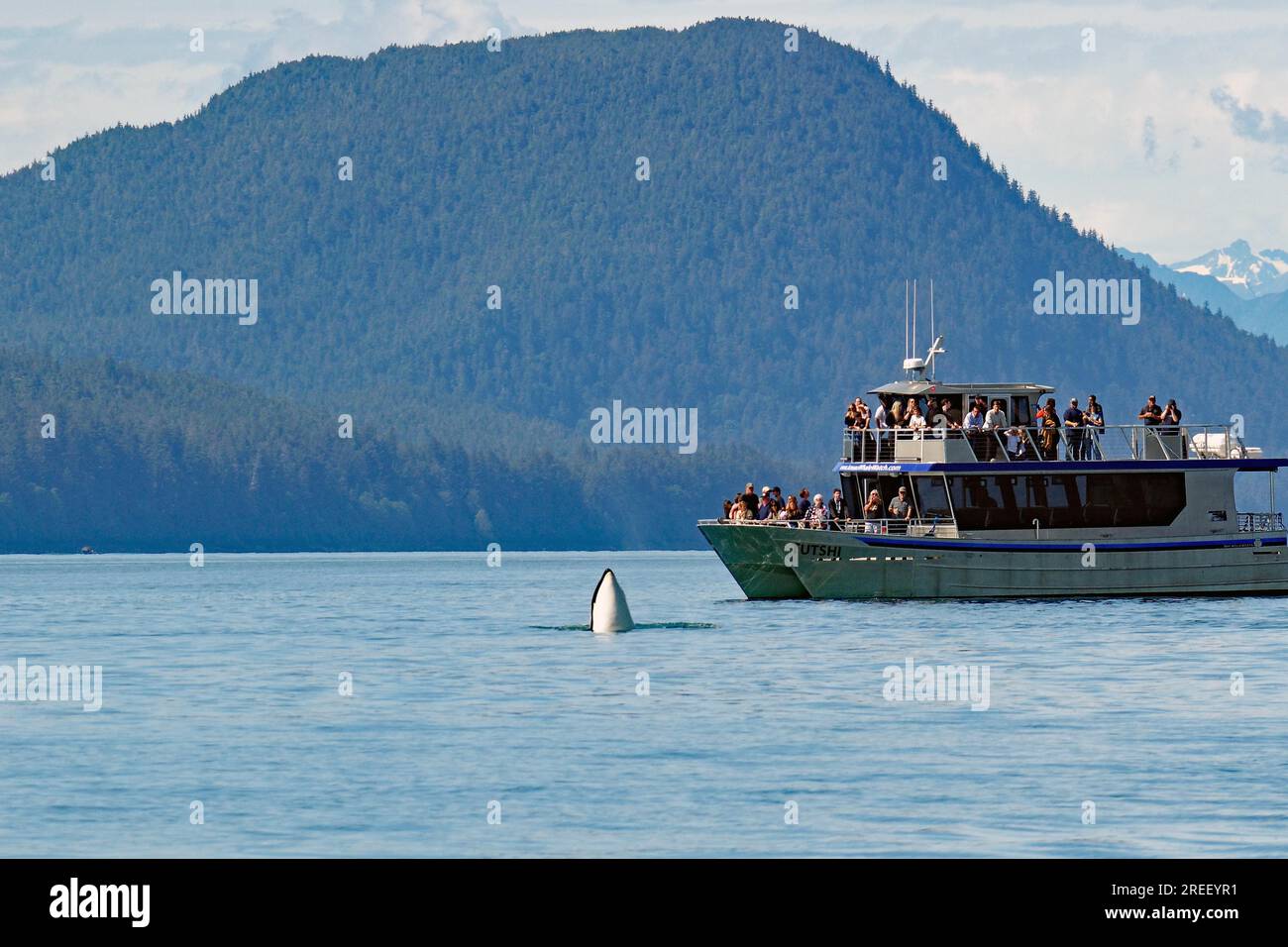 Orca curiously looking out of the water in front of a tourist boat ...