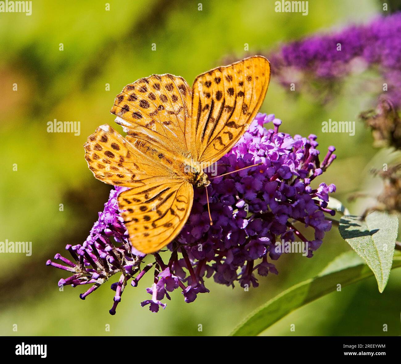 Emperor cloak hi-res stock photography and images - Alamy