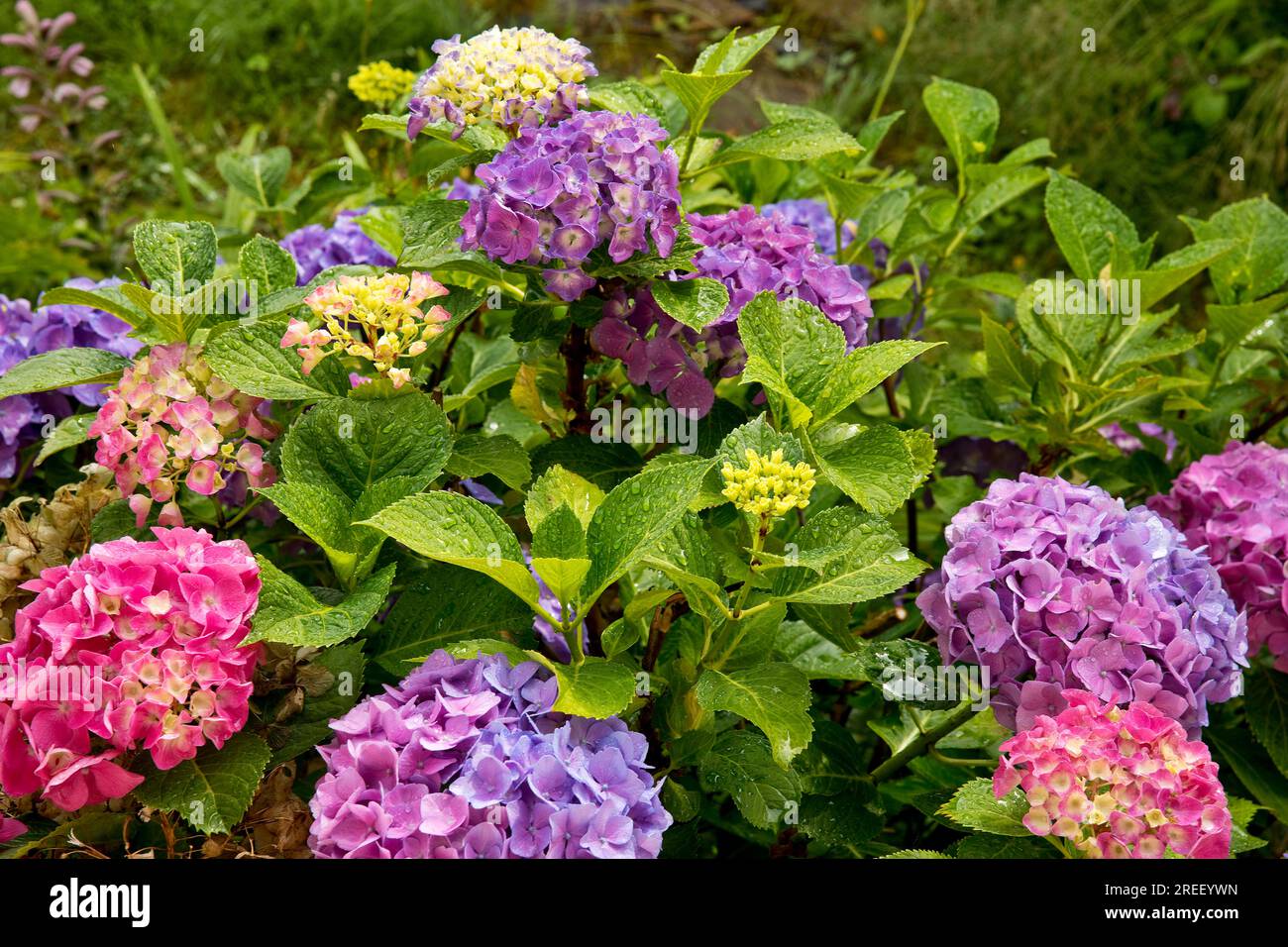 Mixed-coloured flowers of a single bigleaf hydrangea (Hydrangea ...